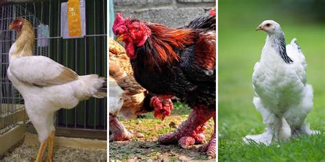 Biggest Chicken Breed The Largest Chicken Breed The Happy Chicken