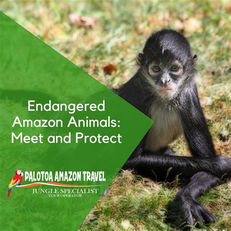 Endangered Amazon Animals Meet And Protect Palotoa Amazon Travel