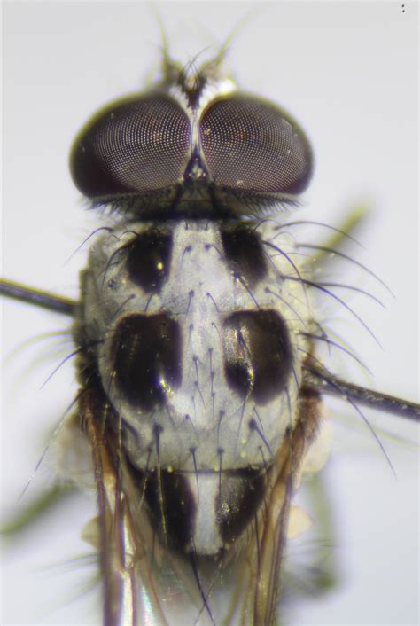 Anthomyiid Fly Life And Opinions Life And Opinions