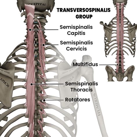 The Muscles Of The Back Anatomy And Function Muscle And Motion