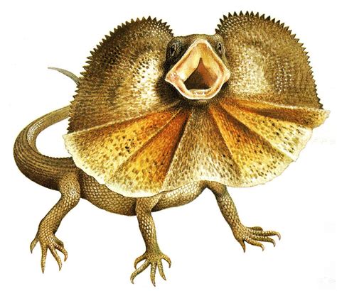 Frilled Neck Lizard Drawing