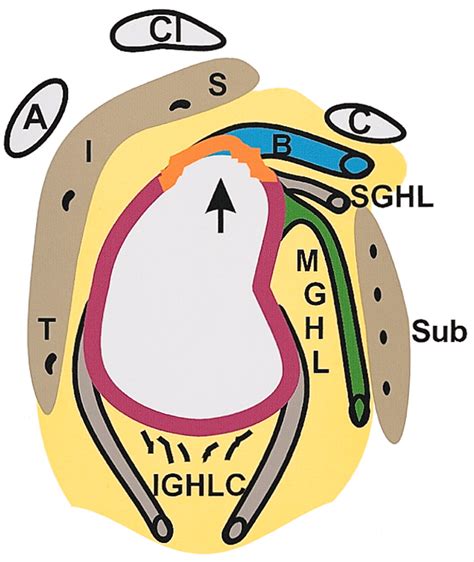 Superior Labral Anteroposterior Tear Classification And Diagnosis On