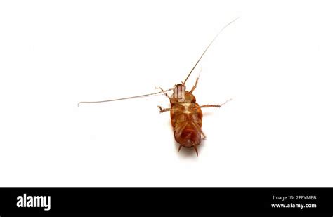 Roach Cockroach Stock Videos And Footage Hd And 4k Video Clips Alamy