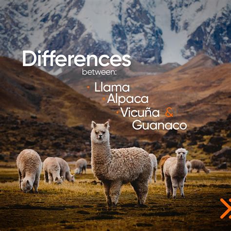 Diferencia Entre Alpaca Y Llama Diferencias Entre Alpacas Y Llamas