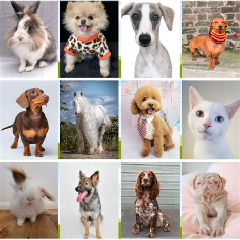 Modelsdirect Modelling Petmodels Pets Models Bookamodel Models