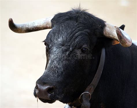 Tjur Fotografering För Bildbyråer Bild Av Tjur ögon Svart 219055