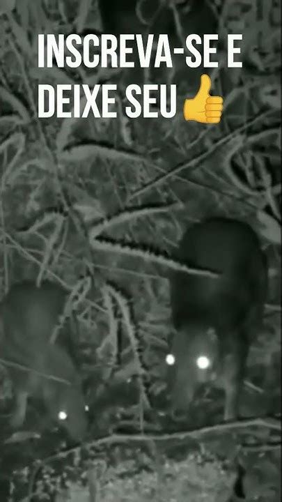 Casal De Paca Shorts Amazing Beautiful Nature Nightvisions Love Roedor Youtube