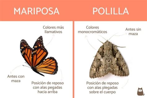 La Polilla Un Insecto Envuelto En Misterio Y Simbolismo