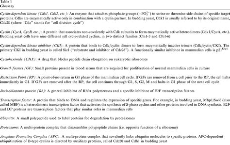 Table 1 From A Model For Restriction Point Control Of The Mammalian Cell Cycle Semantic Scholar