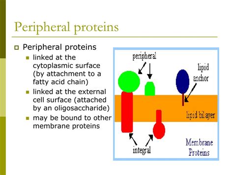 Peripheral Protein Definition Biology Simple At Jonathan Whelchel Blog
