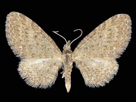 Moth Photographers Group Eupithecia Bryanti 7480