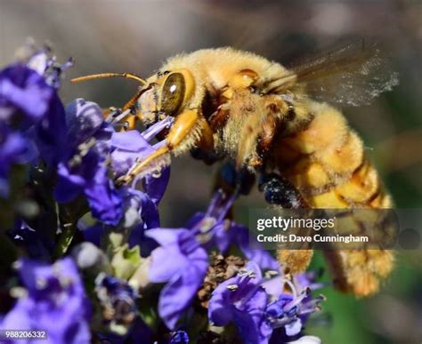 Big Bumble Bee Photos And Premium High Res Pictures Getty Images