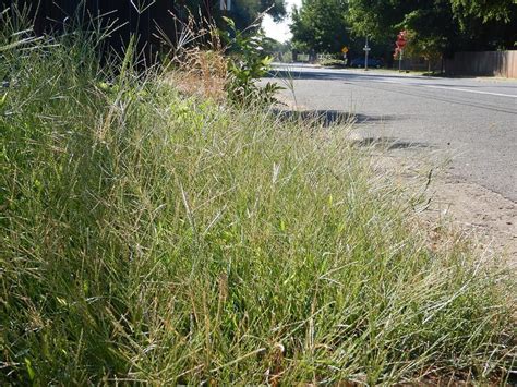 Types Of Crabgrass Identifying Varieties In Lawns