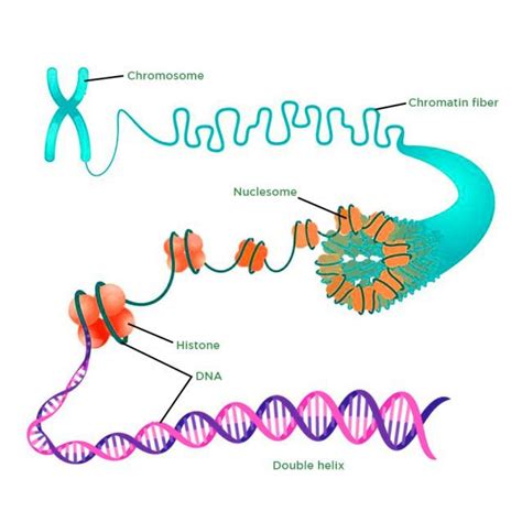 What Is Chromatin Geeksforgeeks
