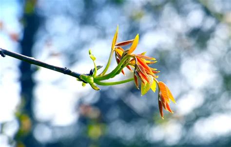Wallpaper Spring Leaf Twig For Mobile And Desktop Section природа