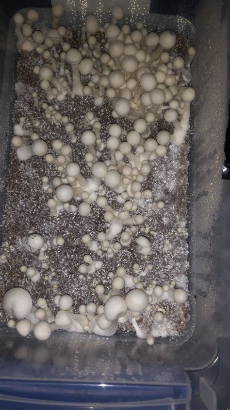 Boredoms Not A Burden Anyone Should Bare~ Manyard This Is A Little From The Past Couple Few