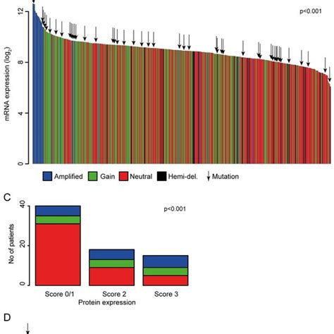 Relationship Between Erbb2 Gene Status And Her2 Expression A Bar