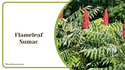 12 Sumac Tree Varieties Every Gardener Should Consider Plant America