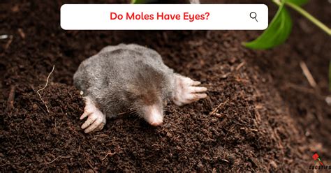 Do Moles Have Eyes Mystery Of Moles Vision Bugstips