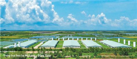 Mavin Hiện Có đàn Nái 50 000 Con Chăn Nuôi Việt Nam