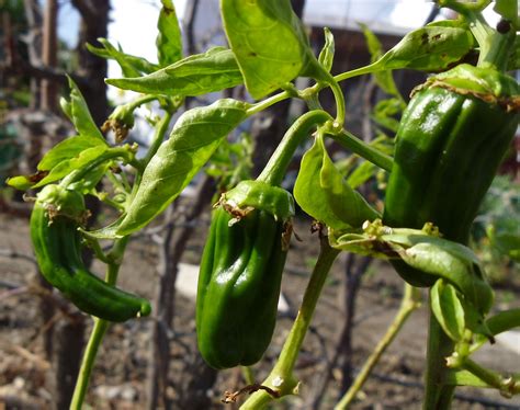 Wills Eats Pimientos Verdes Green Peppers