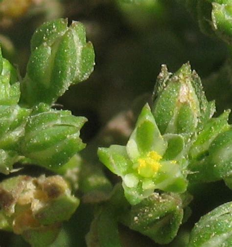 Polycarpon Tetraphyllum Four Leaved Allseed
