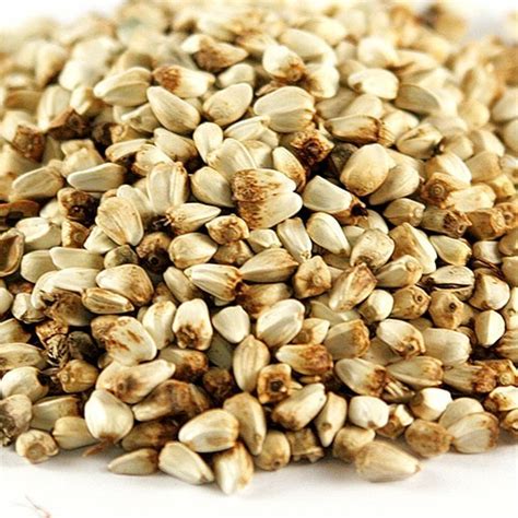 홍화씨 효능 및 영양성분 홍화씨유 먹는 법