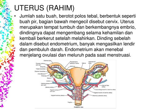 Ppt Sistem Reproduksi Powerpoint Presentation Free Download Id 7408373