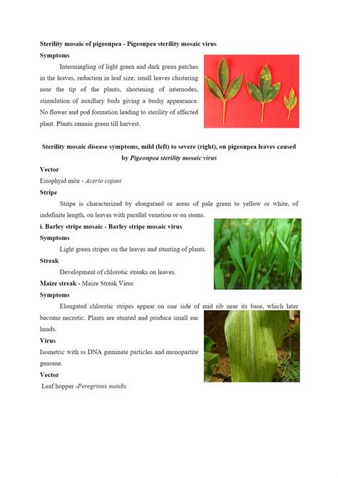 Powder 500ml Blue Green Algae Bio Fertilizers Packaging Type Packet