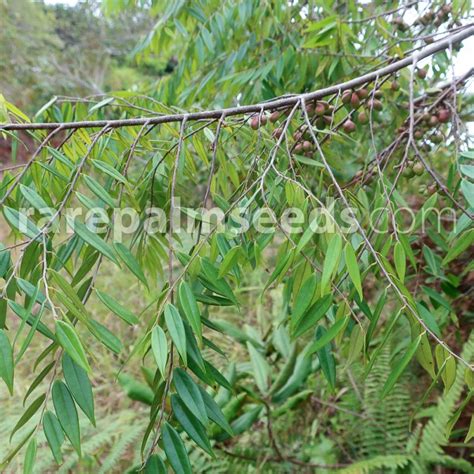 Xylopia Sericea Buy Seeds At
