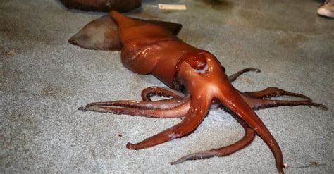 How Many Arms And Tentacles Do Squids Have A Z Animals