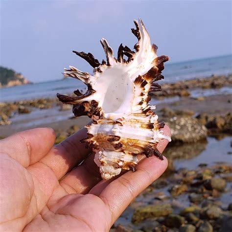 Murex Sea Snail