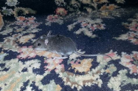 Firefox Has Encountered A Bug Raww