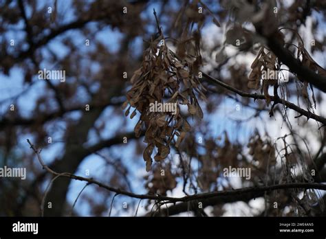 Box Elder Boxelder Maple Manitoba Maple Or Ash Leaved Mapleacer
