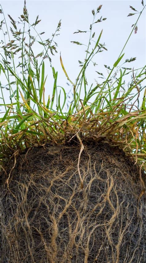 Cross Sectrion Through Grass Root Stock Image Image Of Field Meadow