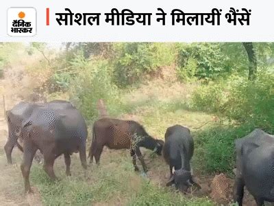 5 Days Ago 6 Buffaloes Disappeared The Video Owner Saw The Post Of