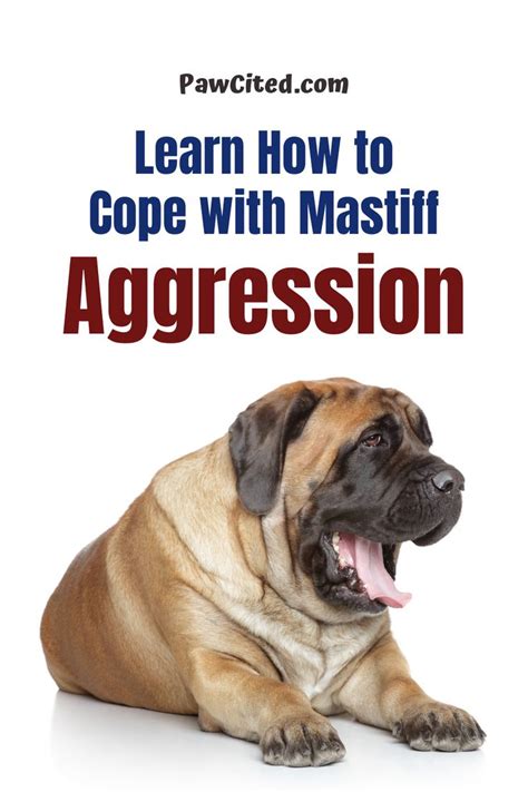 Are English Mastiffs Dog Aggressive