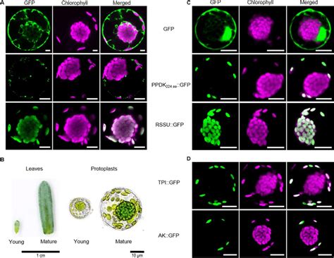 Subcellular Localization Experiments And Fretflim