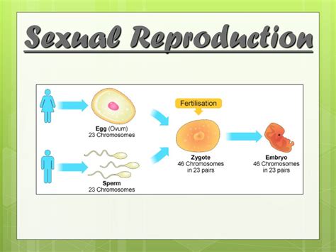 What’s the difference in these two forms of reproduction? - ppt download