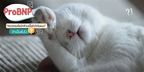 Snap Feline Probnp คืออะไรจำเป็นยังไง โรงพยาบาลสัตว์วุฒิเลิศการุณ