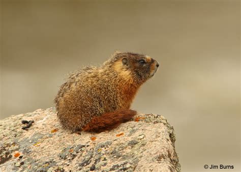 Yellow Bellied Marmot On Lookout