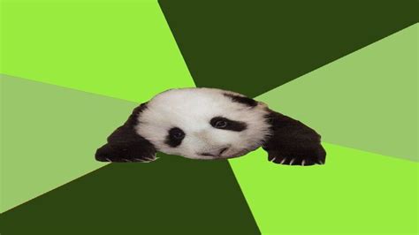Passive Aggressive Panda Know Your Meme