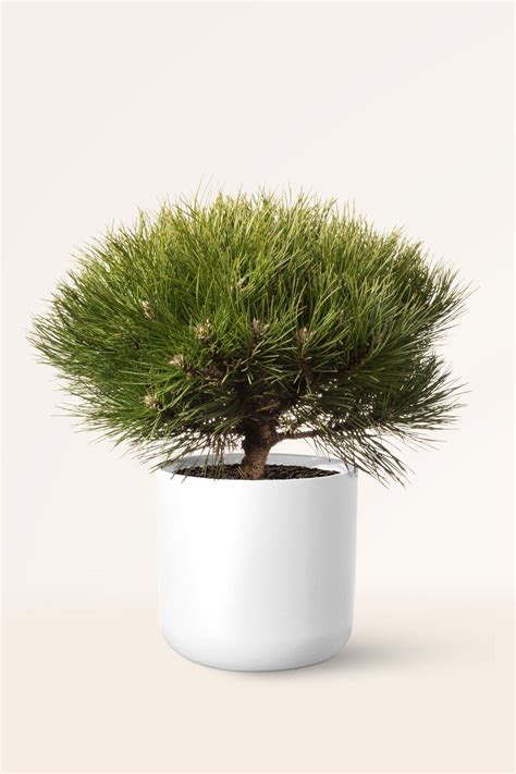 Comprar Pinus Nigra Marie Bregon Pino Online April Plants Aprilplants