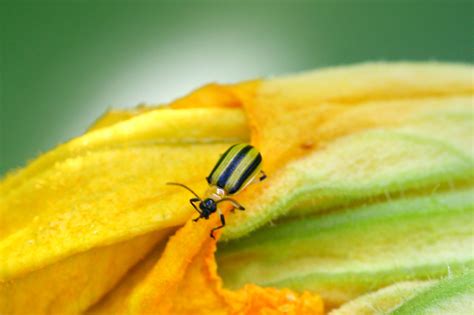 Yellow Beetle Insect