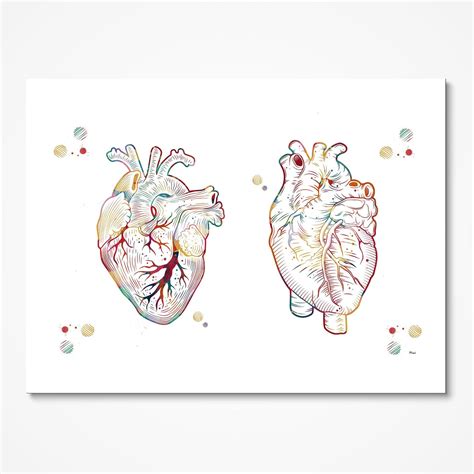 Anatomical Heart Art Anatomical Heart Drawing Images Free Download