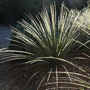 Muhlenbergia Dubia Pine Muhly Grass Ornamental Grasses Plants Grass