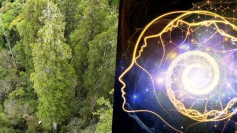 Science News This Week Asias Tallest Tree And Mysterious Brain