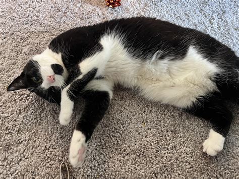 If She Wants Cuddles She Gets Cuddles Rcuddleroll