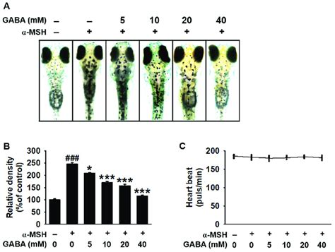 Gaba Inhibits Melanogenesis In Zebrafish Larvae Two Days Download