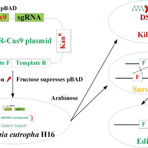 Schematic Illustration Of The Genome Editing Method For R Eutropha